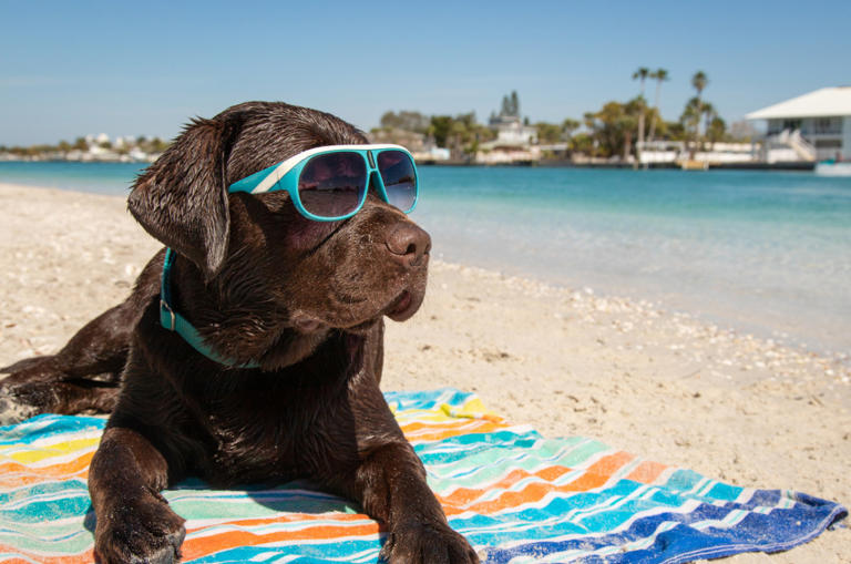 150 Ocean Names for Dogs That Give Coastal Vibes