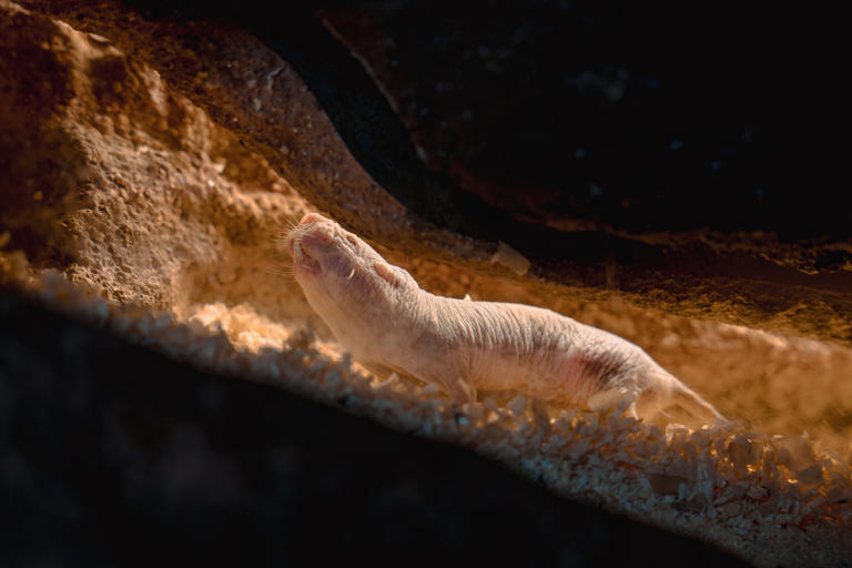Naked mole rats’ DNA could hold key to long life