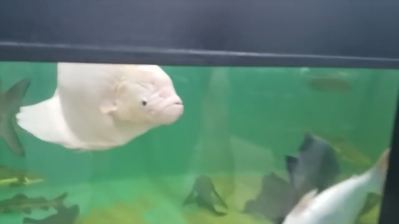 Albino $10,000 platinum fish tank setup