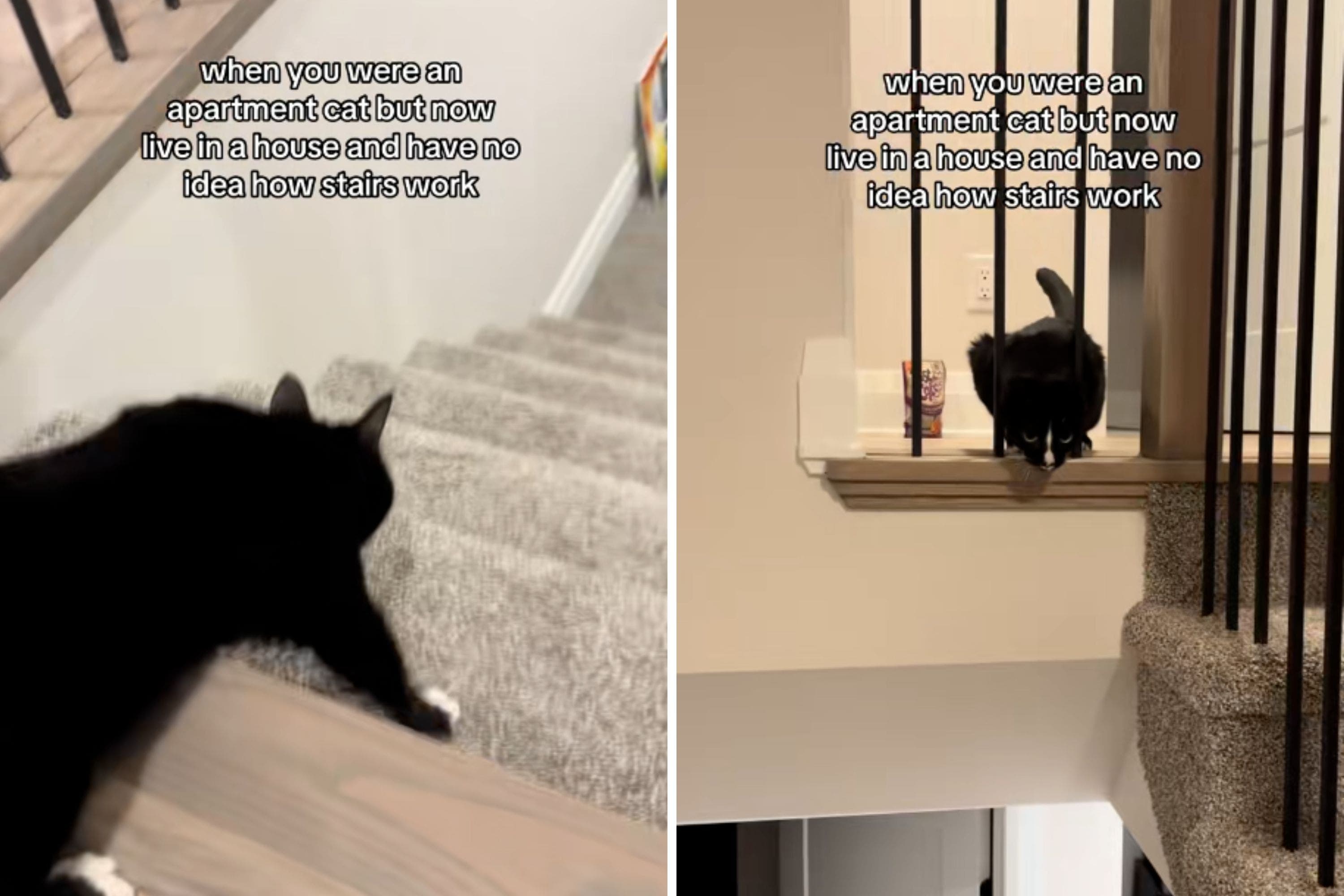 Apartment cat moves to new house, his response to stairs melts hearts