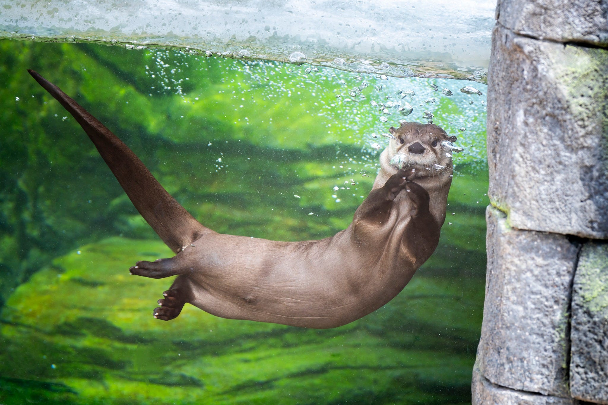 Otter chaos closes part of Columbus Zoo & Aquarium's new North America ...