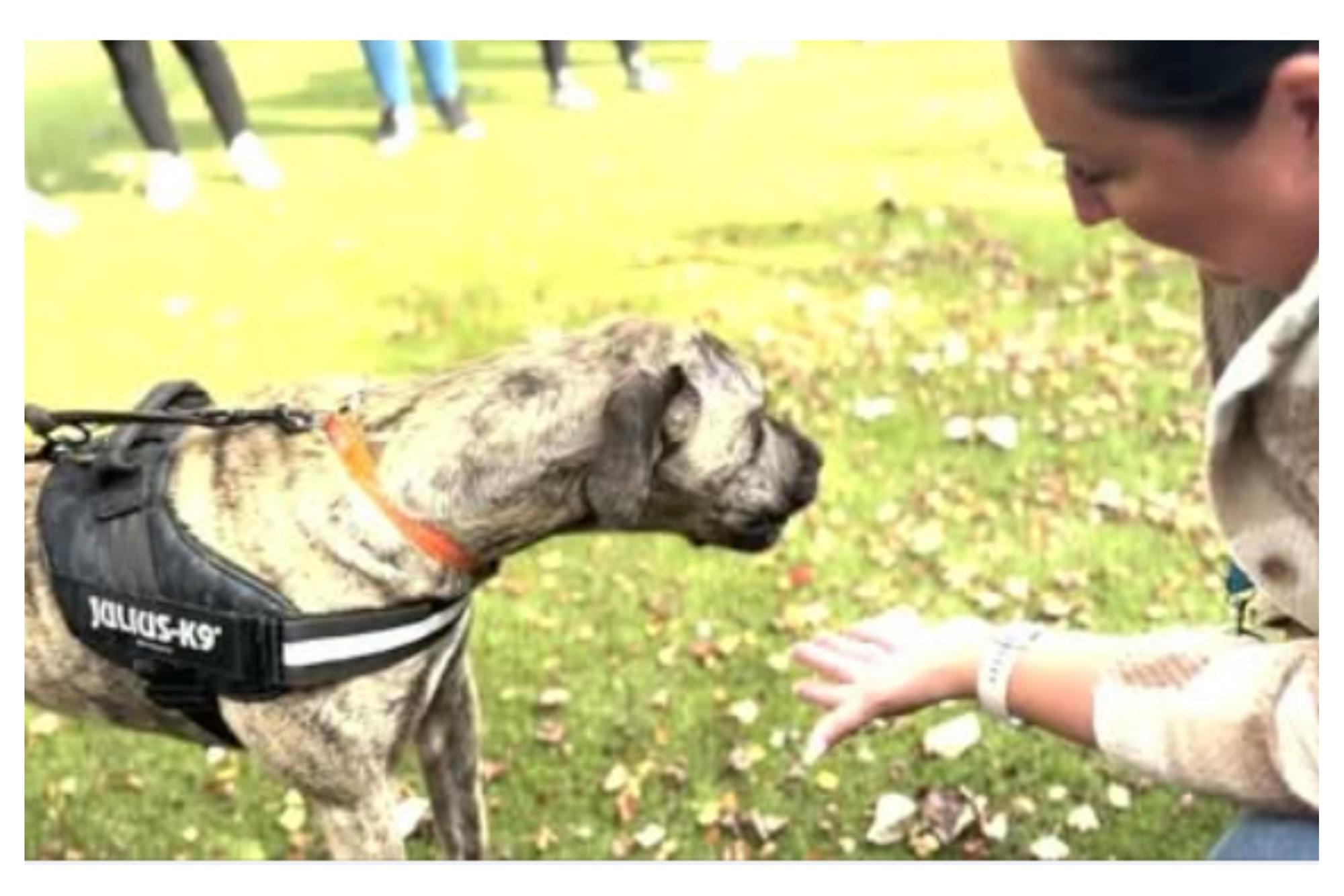 Doncaster school pupils create video to help RSPCA dog find home
