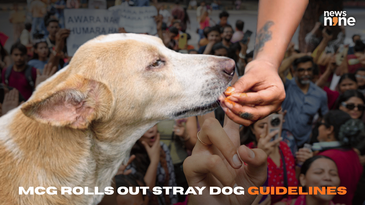 Gurugram unveils plan to enhance stray dog management; here’s all you ...