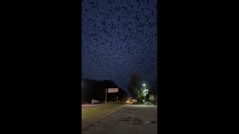 China: Flock of Crows Creates Eerie Movie-Like Scene in Zhangjiakou