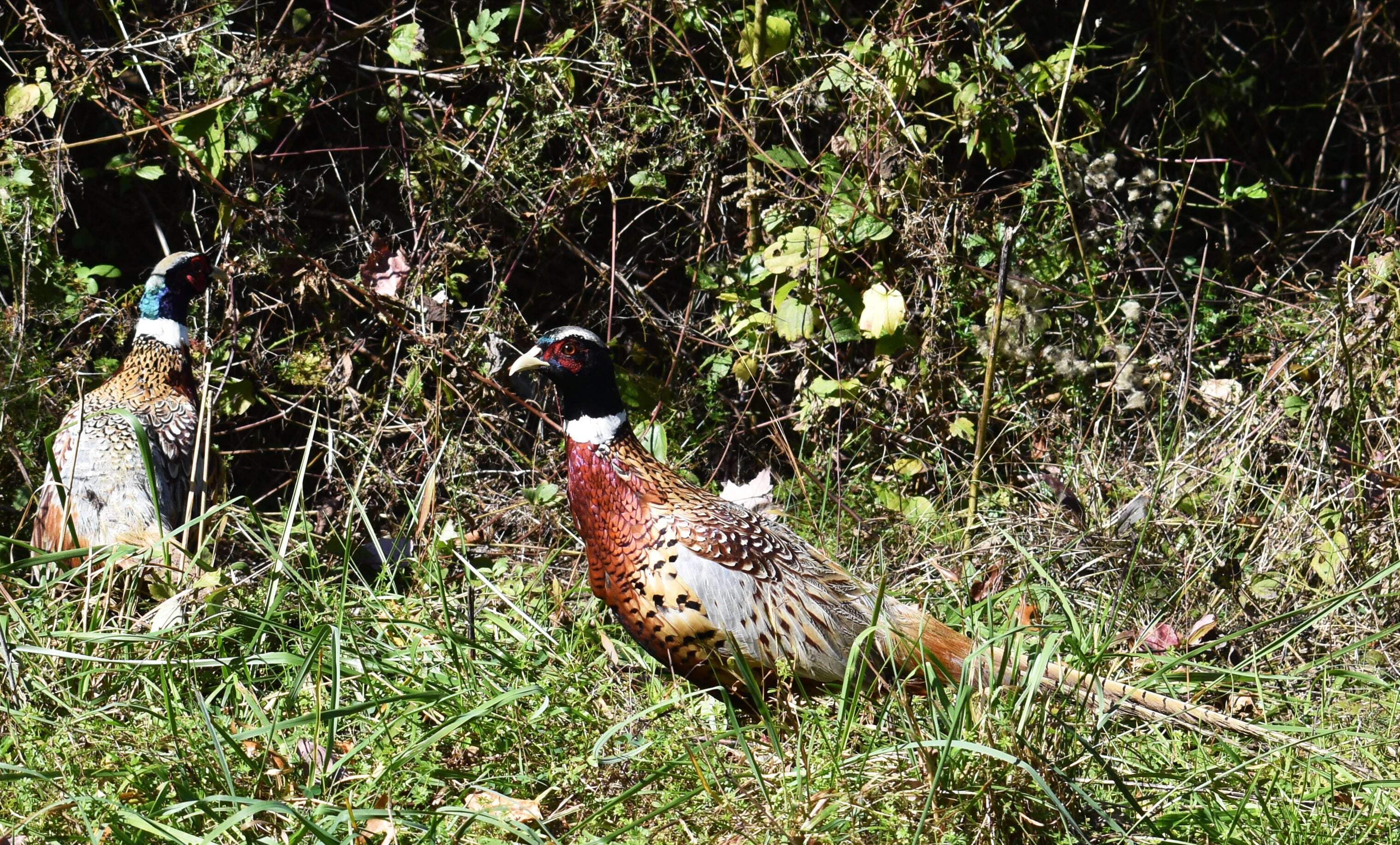 Pennsylvania’s 1st pheasant season with expanded Sunday hunting set to open
