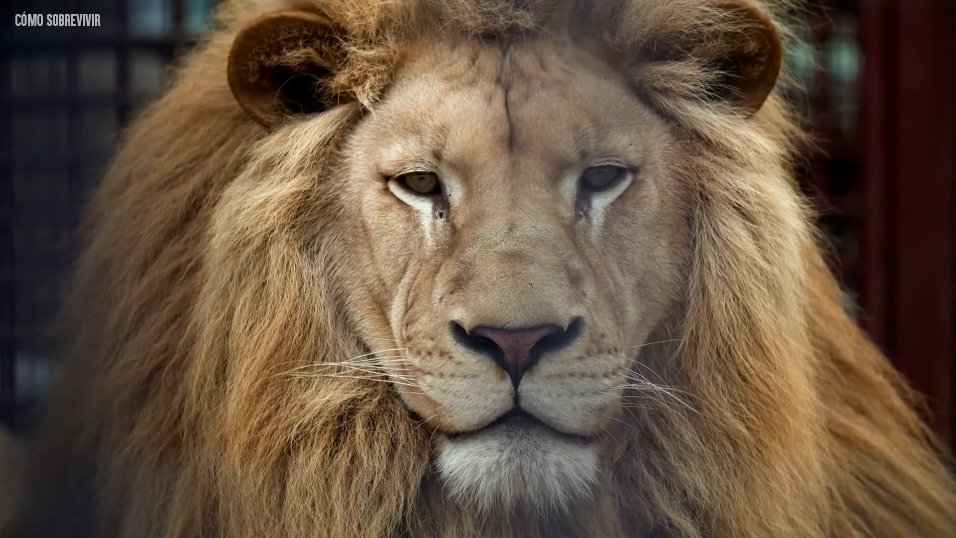 Cómo sobrevivir al ataque de un león en la naturaleza