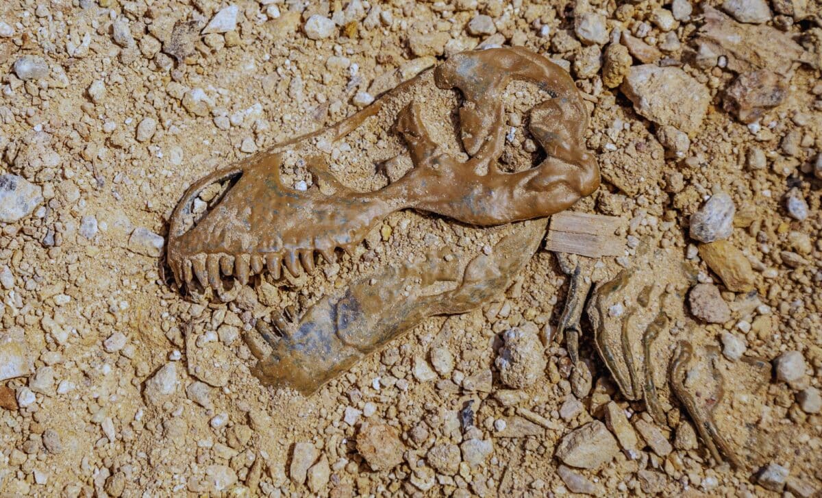 Researchers Have Found the Most Perfectly Preserved Dome-Headed ...