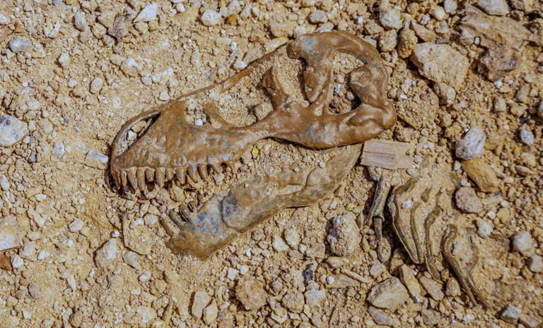Researchers Have Found the Most Perfectly Preserved Dome-Headed ...