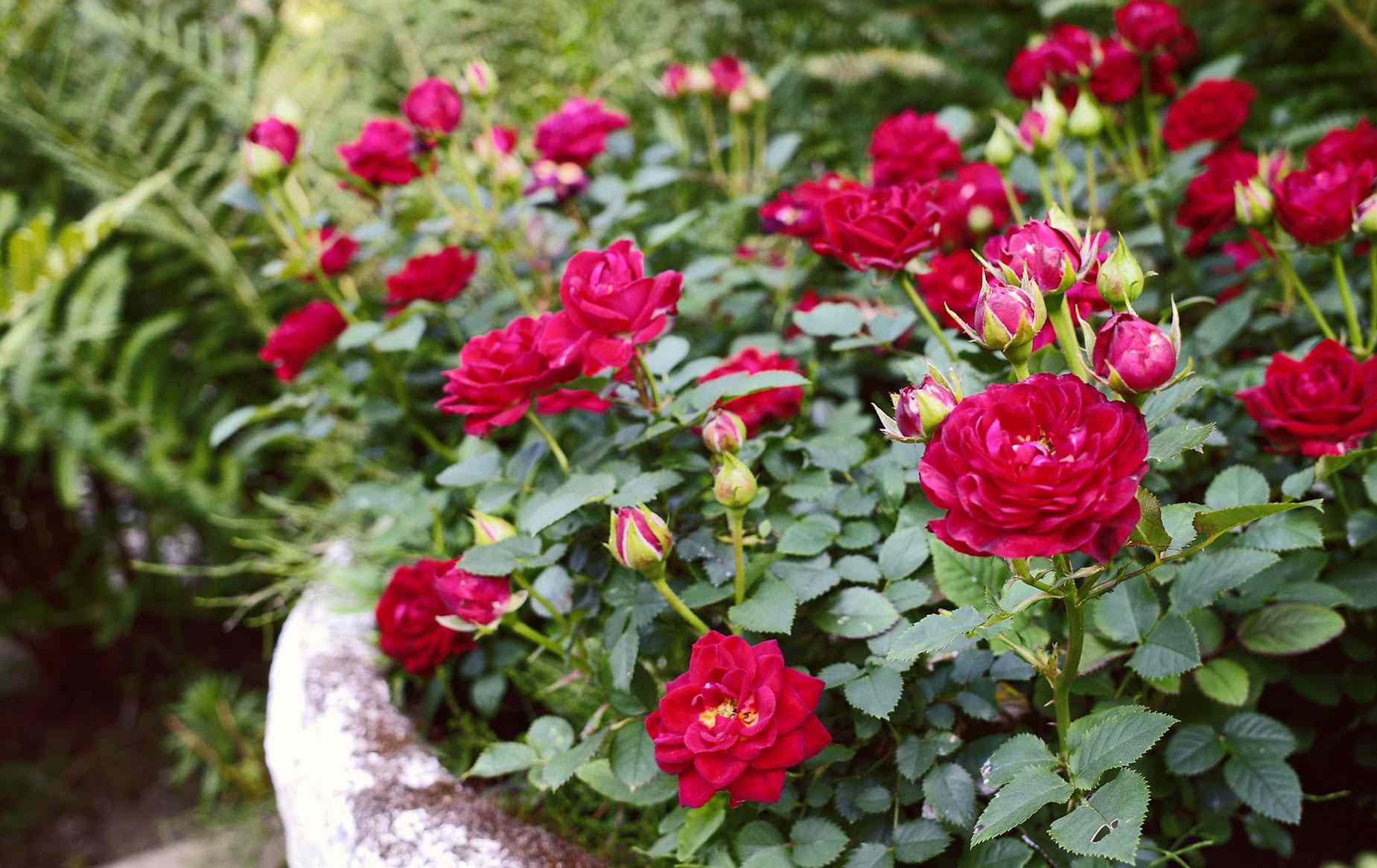 How to Propagate Roses for an Endless Supply of Beautiful Blooms