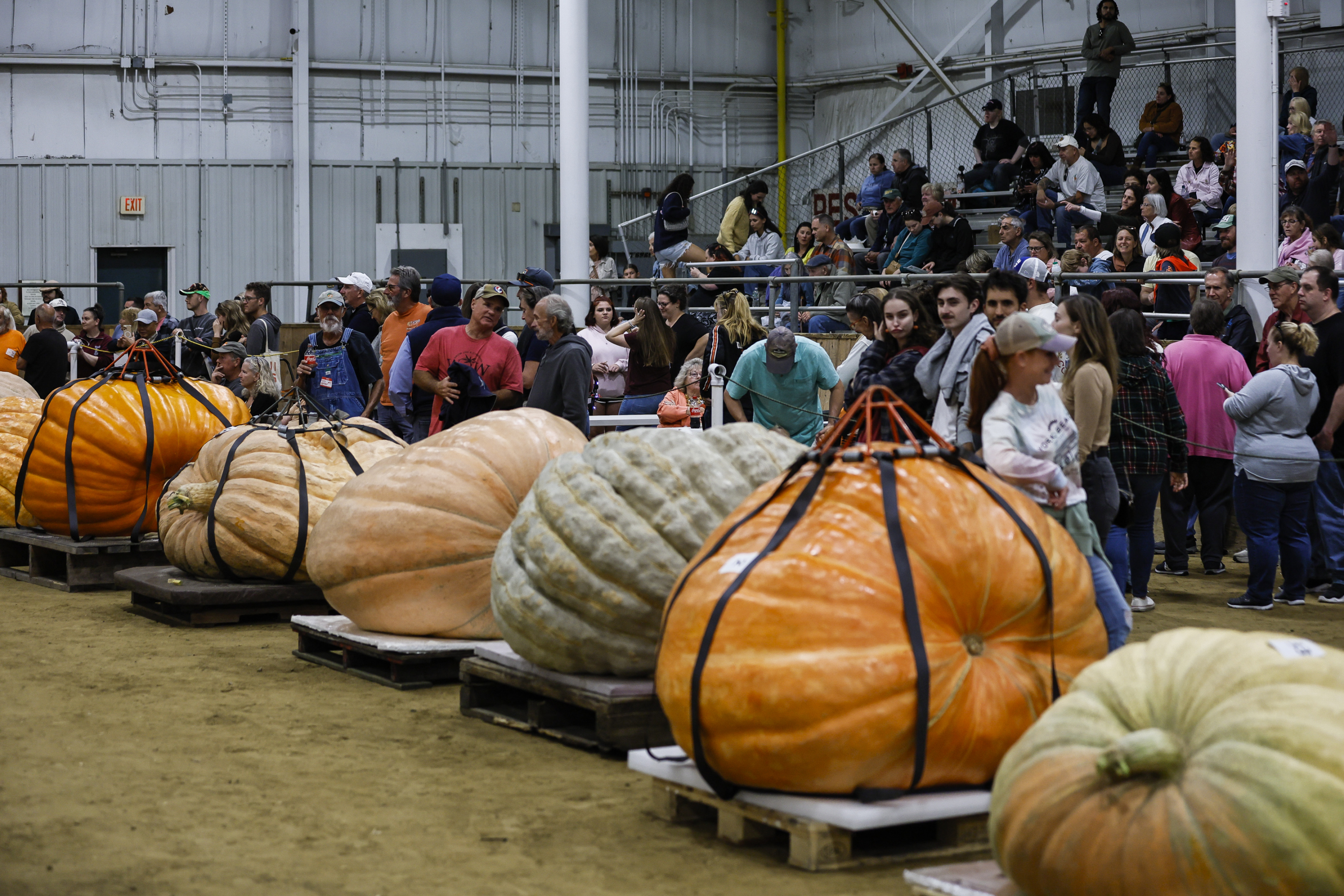 Unos gemelos de 64 años consiguen cultivar la calabaza más grande y ...