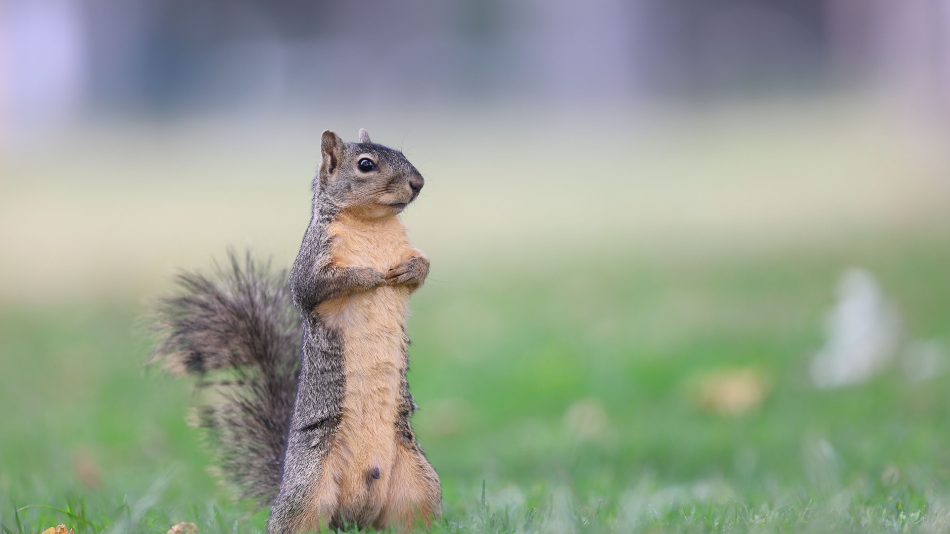 11 Wild Animals That Are Quietly Adapting To City Life