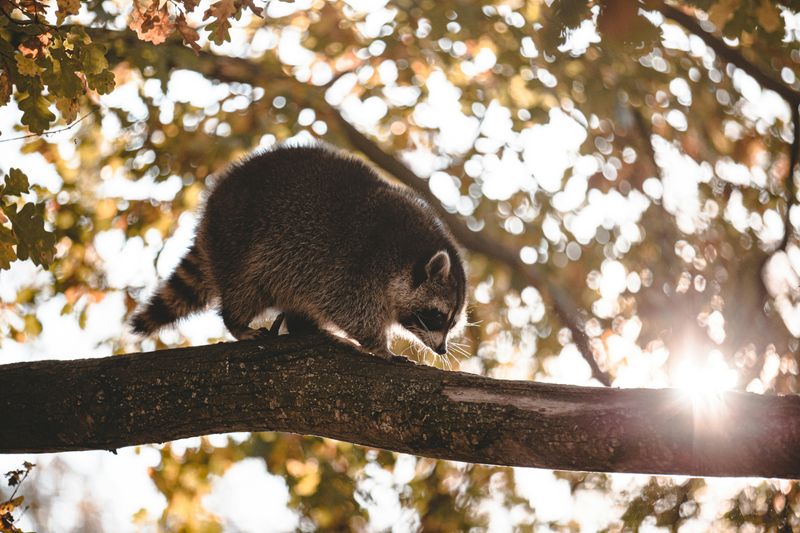 11 Wild Animals That Are Quietly Adapting To City Life