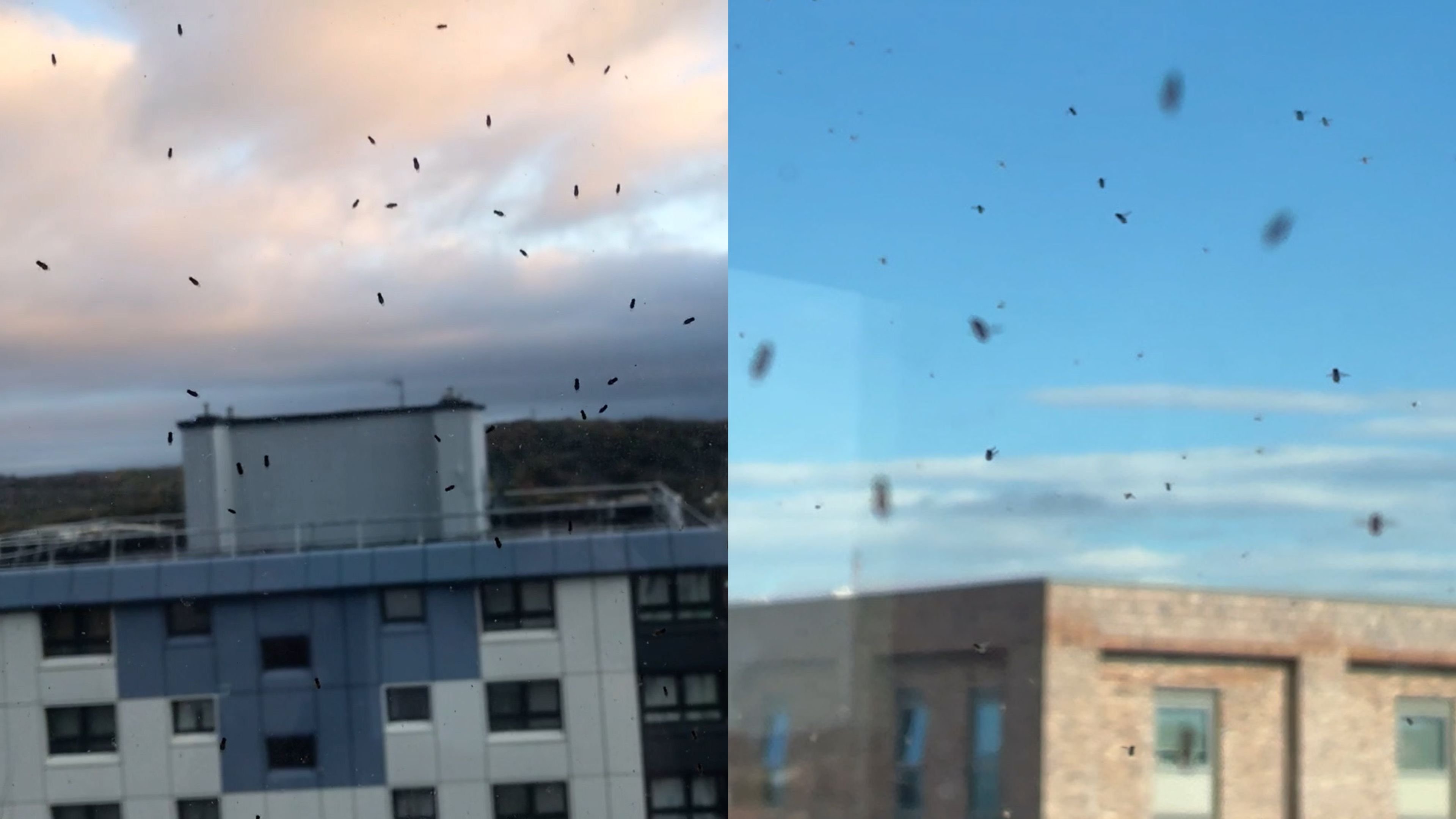 Tower block tenants swarmed by THOUSANDS of flies unable to open ...