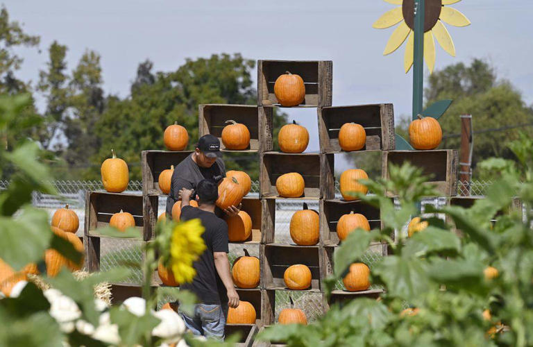 From picking apples to pumpkins, here are 7 Fresno County farms ...