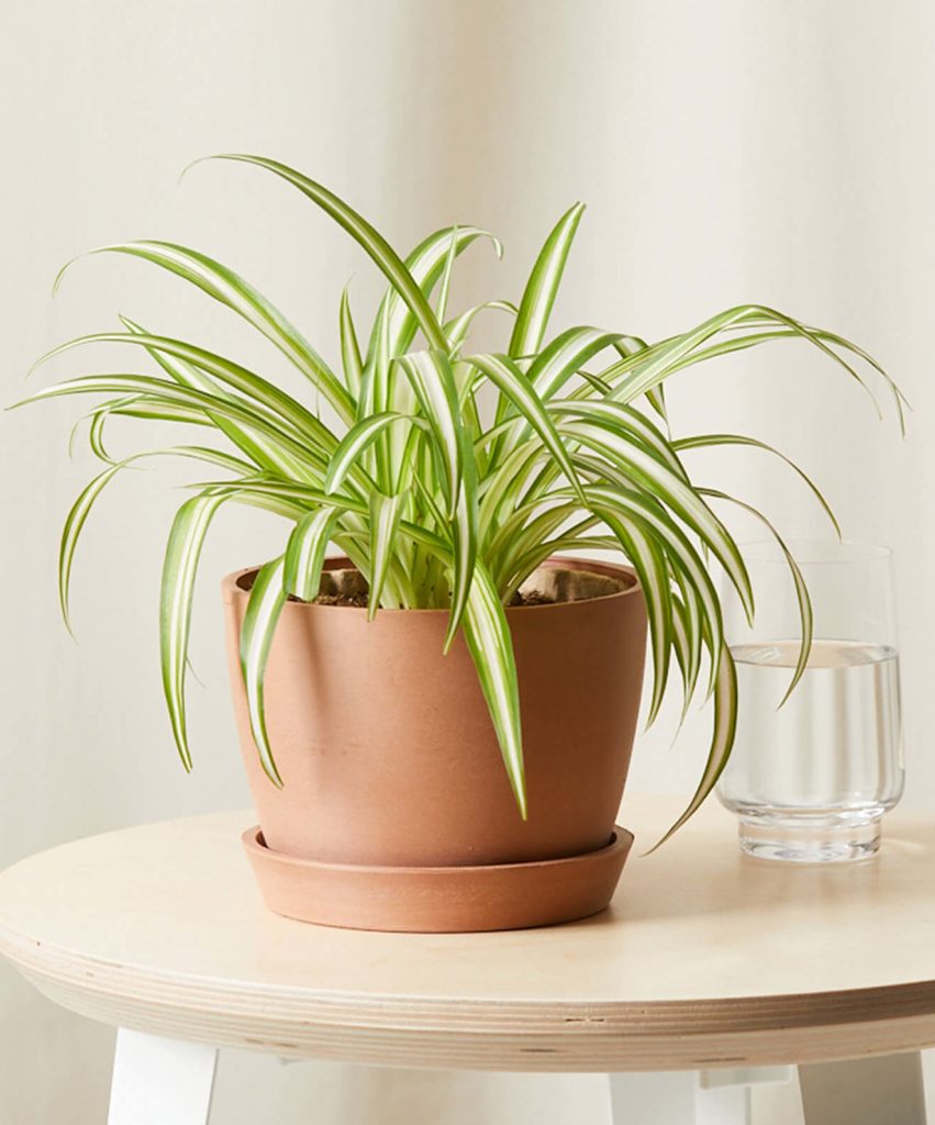 15 Hard-to-kill plants for people without a green thumb