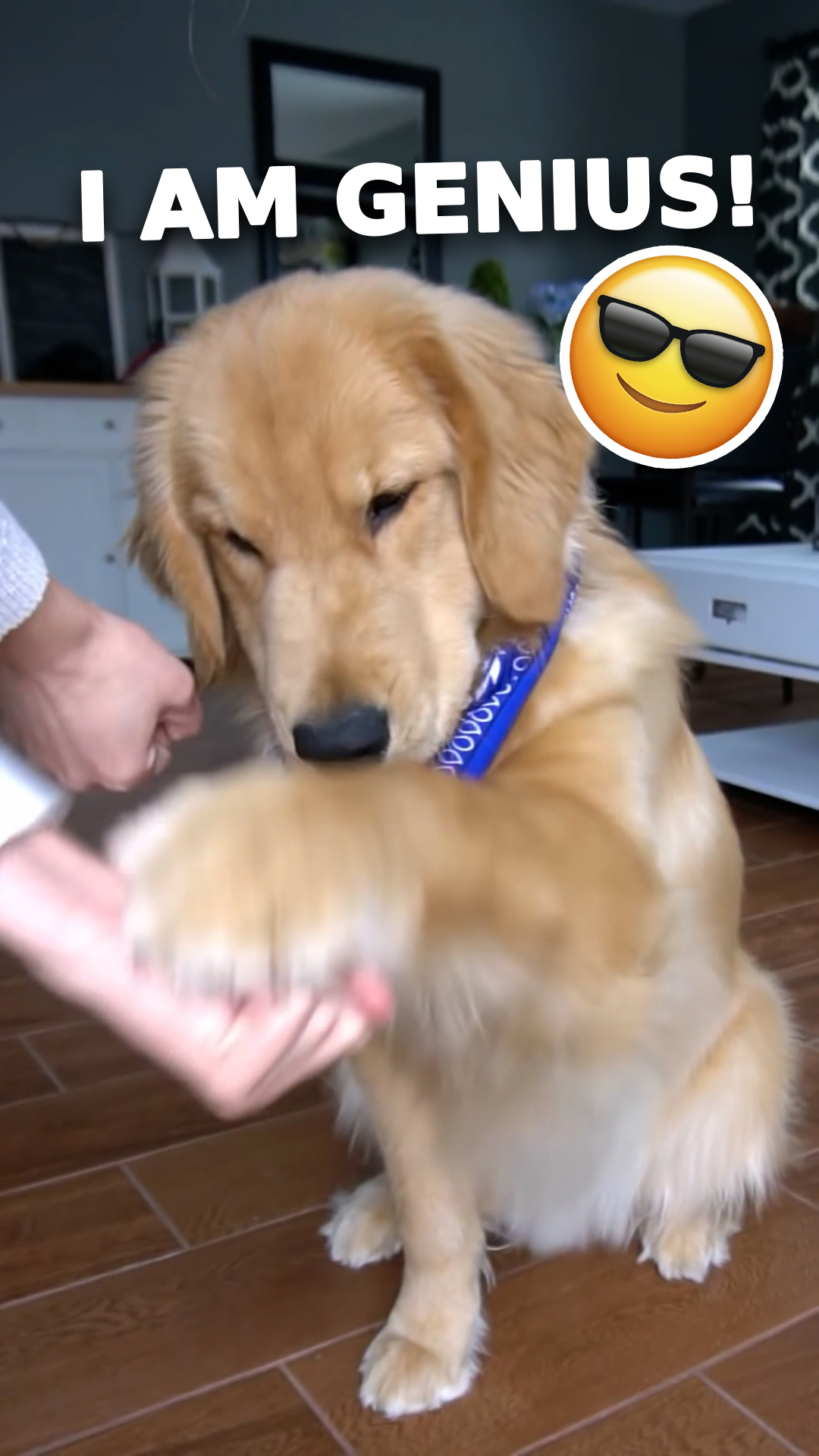 How Smart Is My Dog?