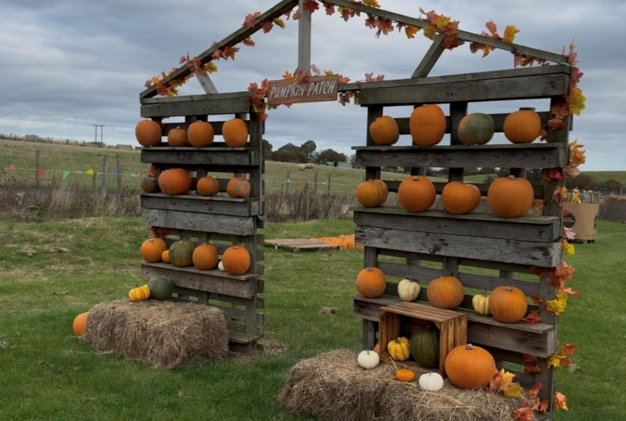 Take a look at East Durham pumpkin patch as Tweddle Farm gets ready for ...
