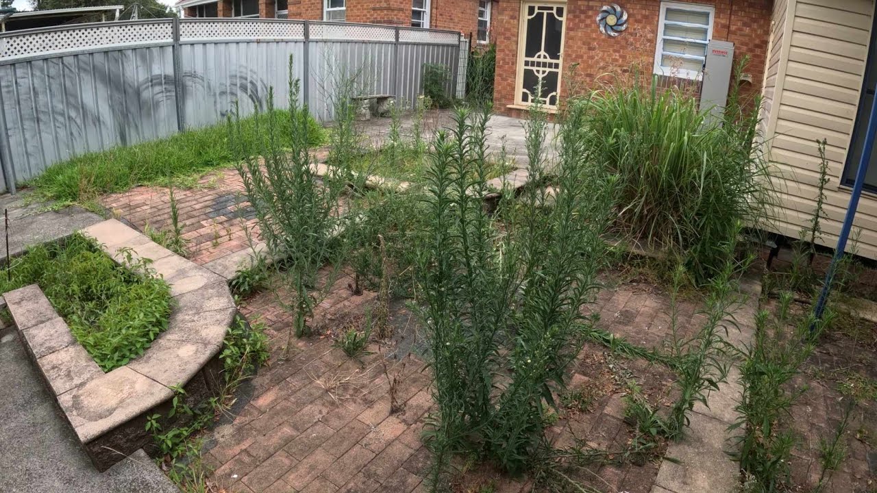 CUTE yard was a JUNGLE! Incredible yard restoration