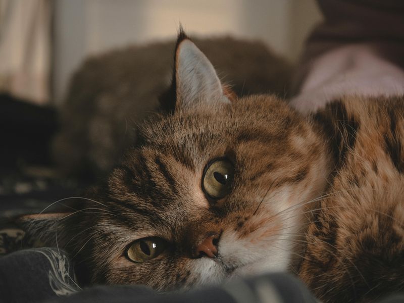 6 Signs Your Cat Thinks You’re Their Favorite Person And 5 That Prove ...