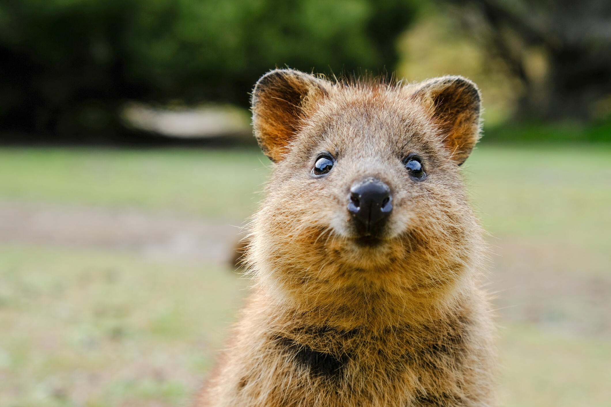Ubuntu 25.10 'Questing Quokka' brings an array of advances - plus some ...