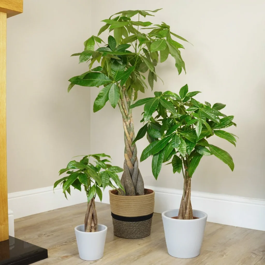 15 Hard-to-kill plants for people without a green thumb