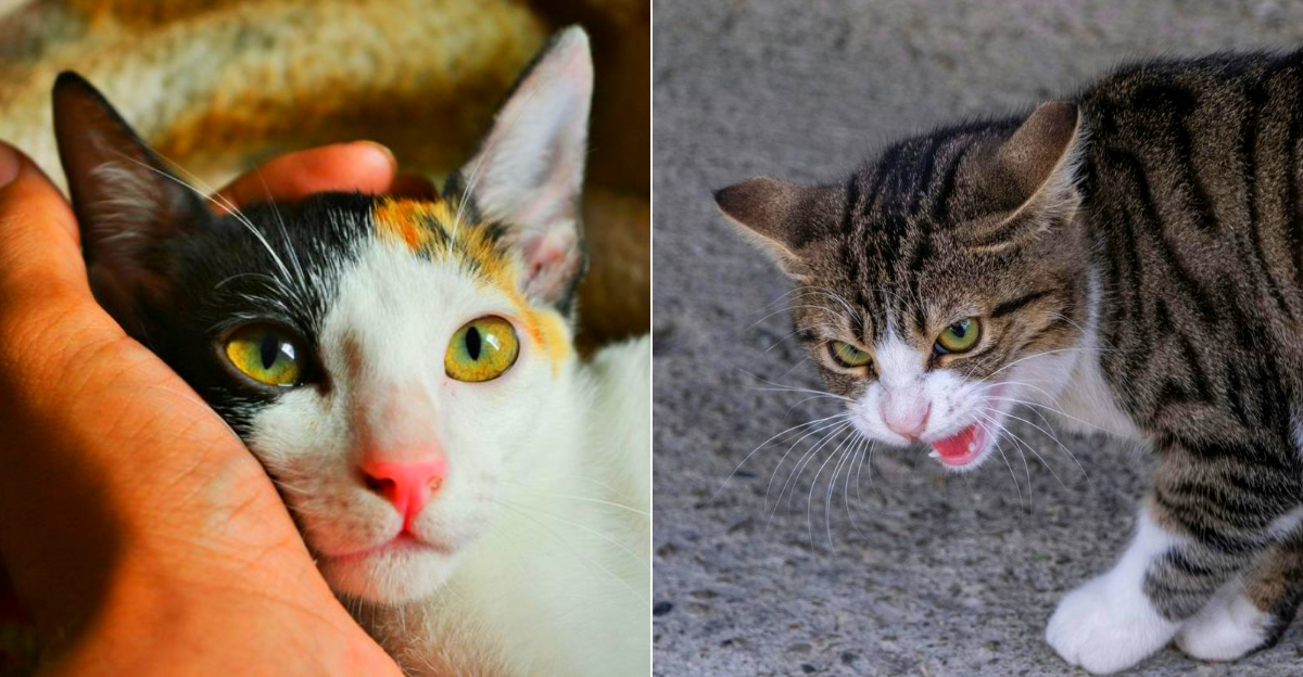 6 Signs Your Cat Thinks You’re Their Favorite Person And 5 That Prove ...