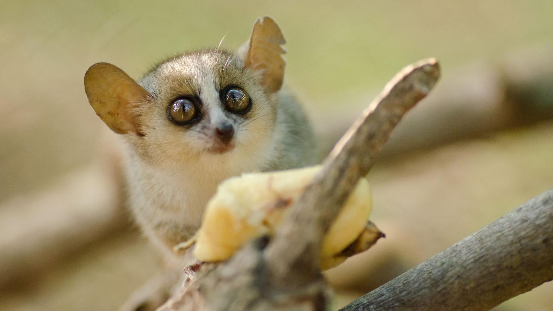5 fascinating facts about the lemurs of Madagascar