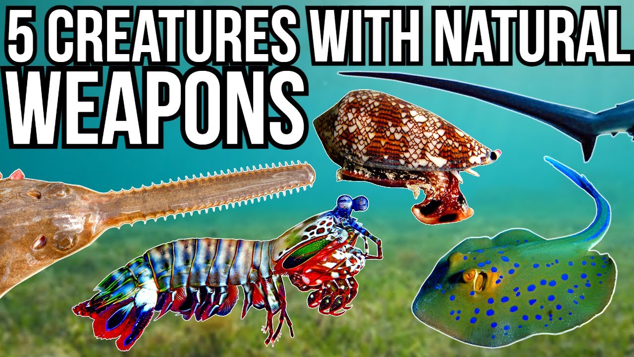 5 Marine Creatures With The Best Natural Weapons