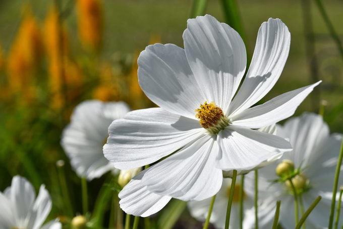 Cosmos Flower Care and Growing Tips