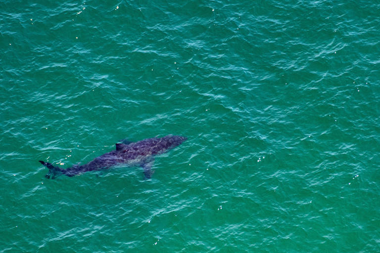 The largest great white shark tagged by OCEARCH pings in unusual spot