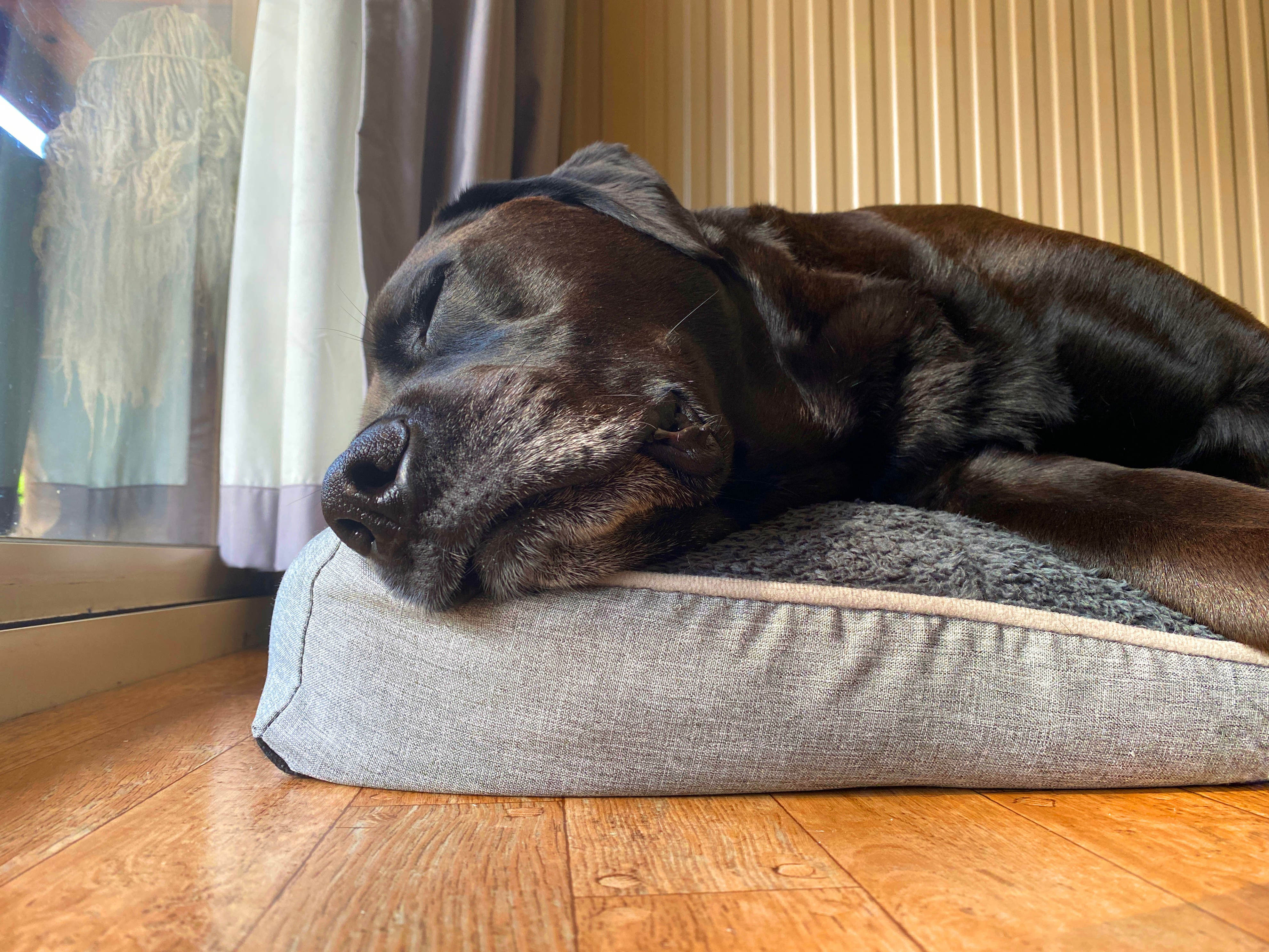 Labrador and cat sibling get matching beds, but there’s one problem