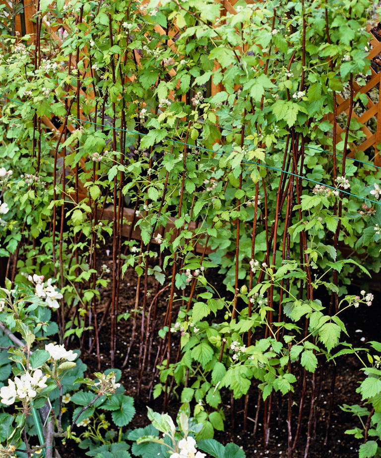 How to winterize raspberries in 5 easy steps – plus the exact kit you ...
