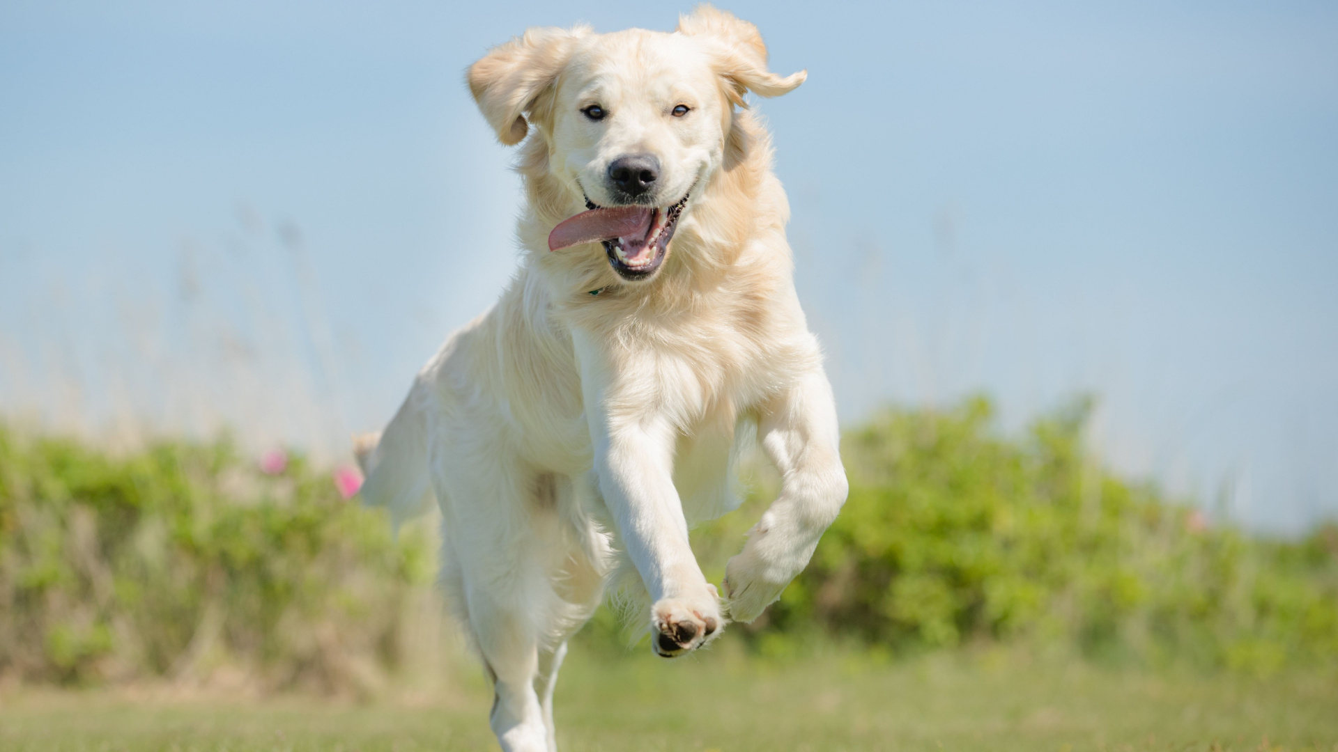 What Do Dogs Like? 10 Things Your Pup Really Wants From You
