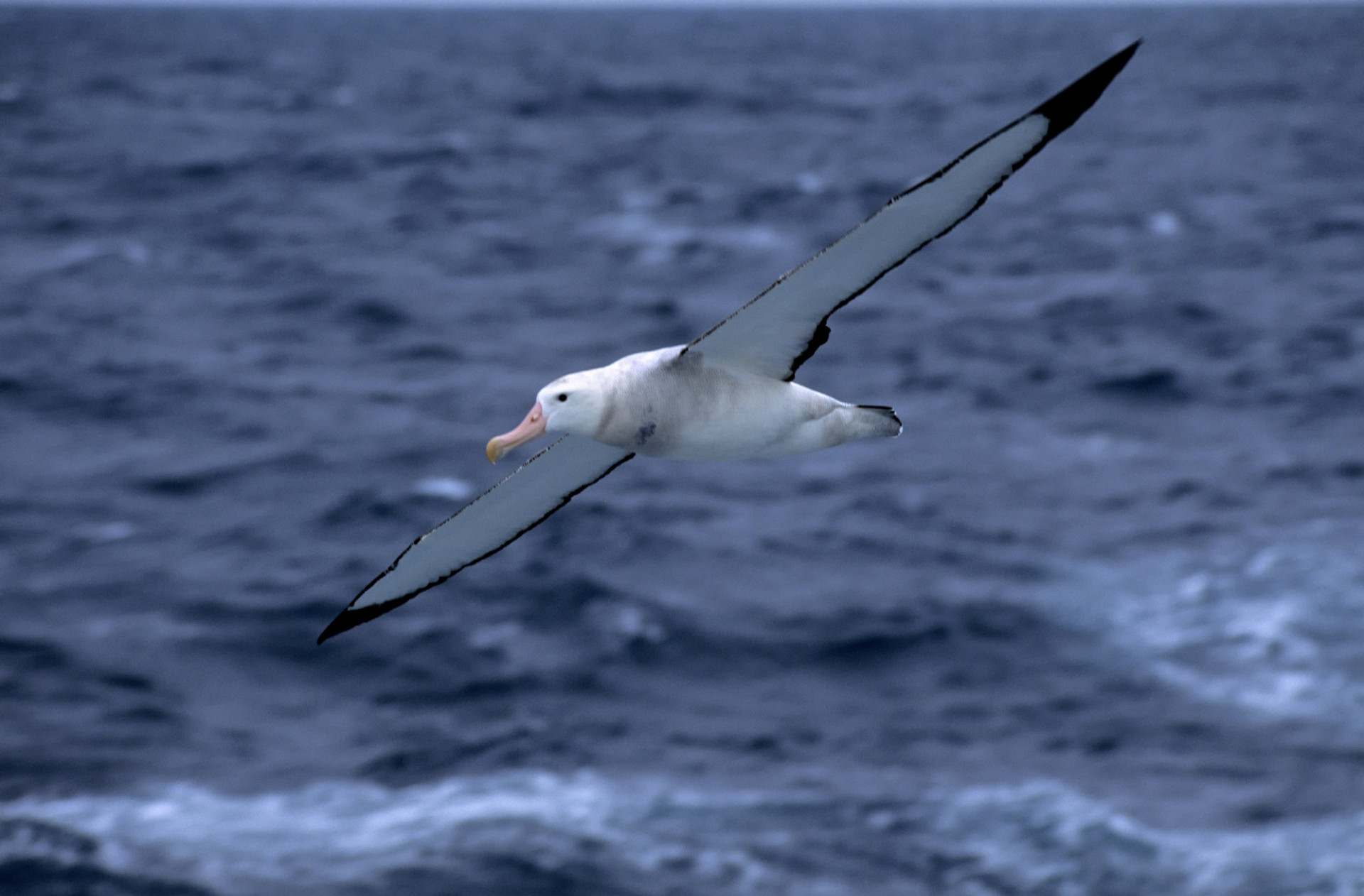 Meet the largest animals on Earth