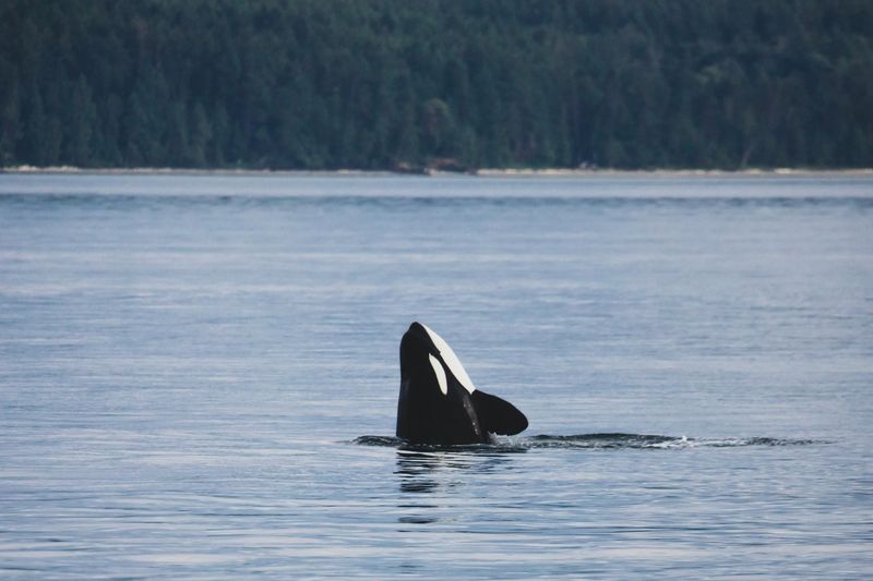 12 Creatures That Kill For Fun And What That Says About Them