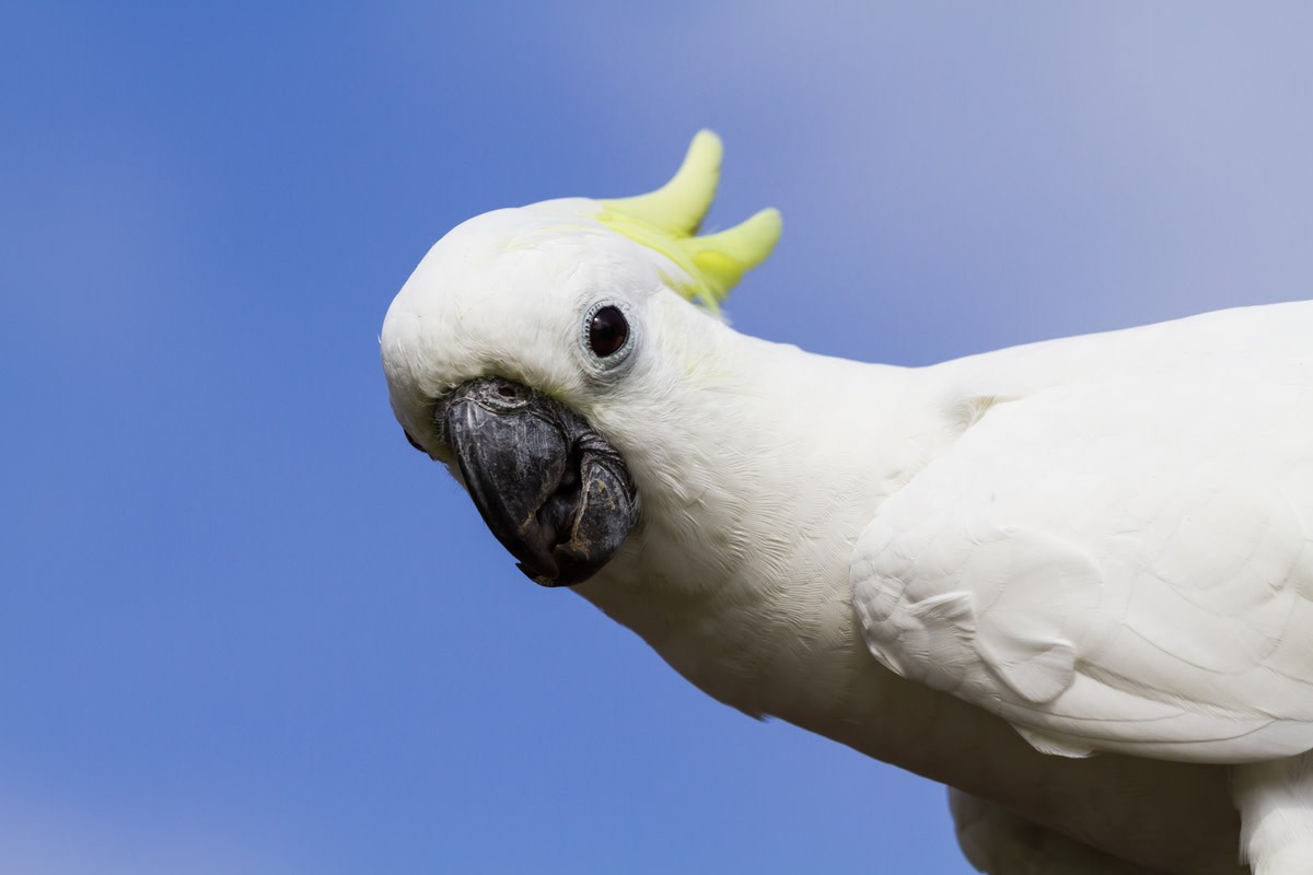 Cockatoo Refuses To Listen to Mom Just Like a Mischievous Toddler