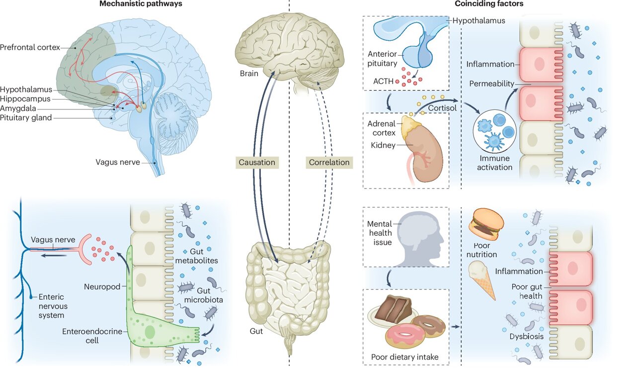 Evidence grows that gut microbes shape mental health, opening doors for ...