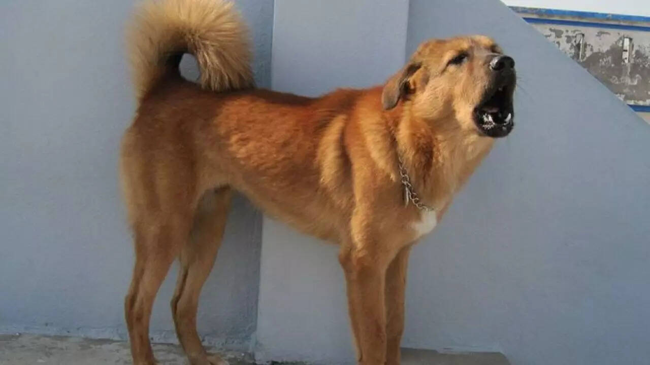 5 oldest Indian dog breeds and what makes them unique