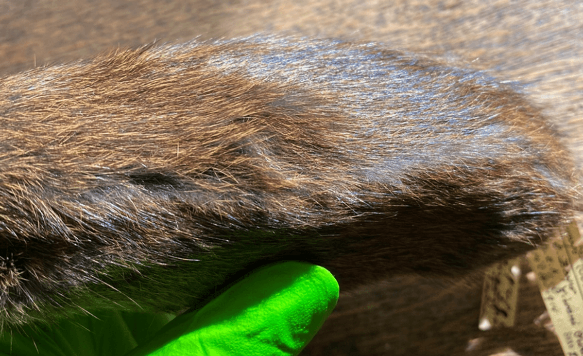 It Was Thought Only One Mammal On Earth Had Iridescent Fur – Turns Out ...