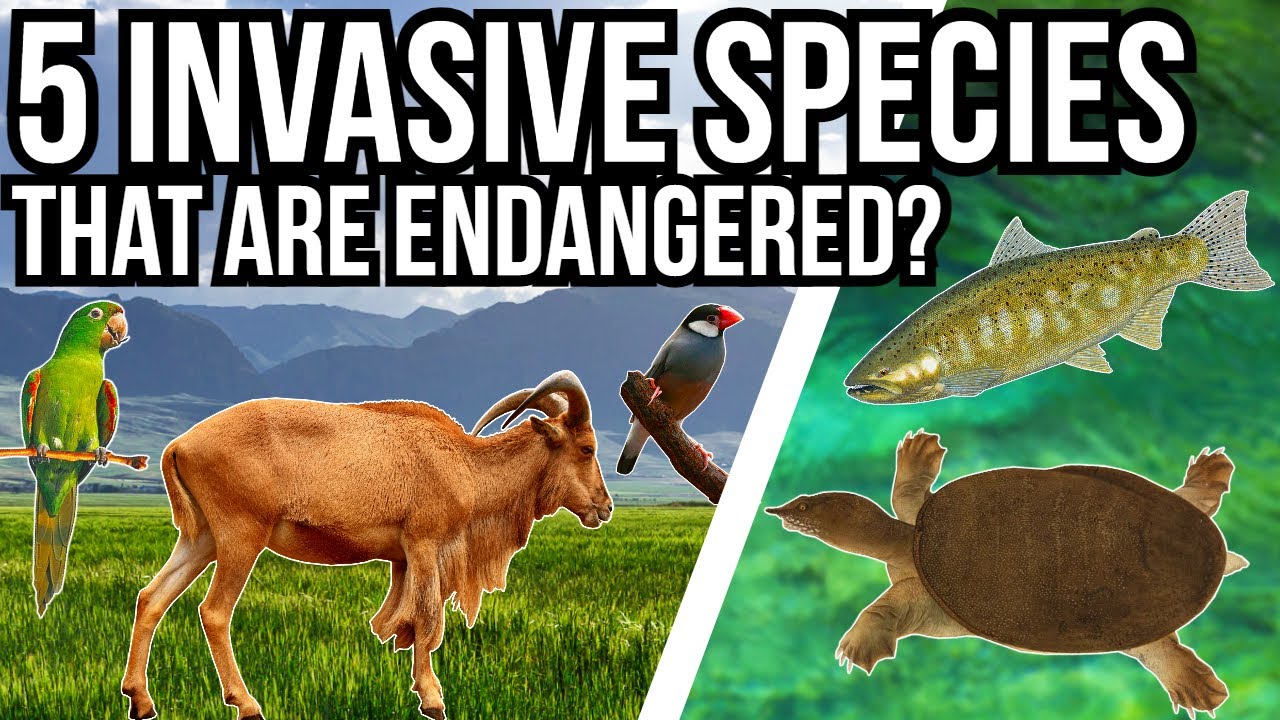 5 Invasive Species That Are Also Threatened In their Native Range