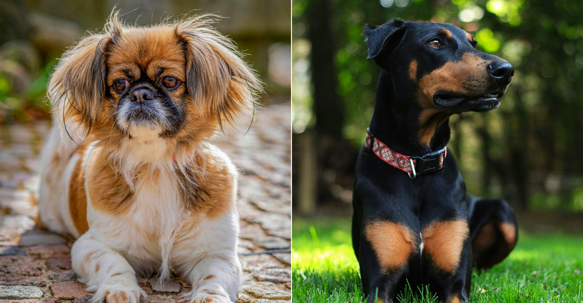 7 Dog Breeds That Are Cute But Not Very Smart And 7 That Are Amazingly ...