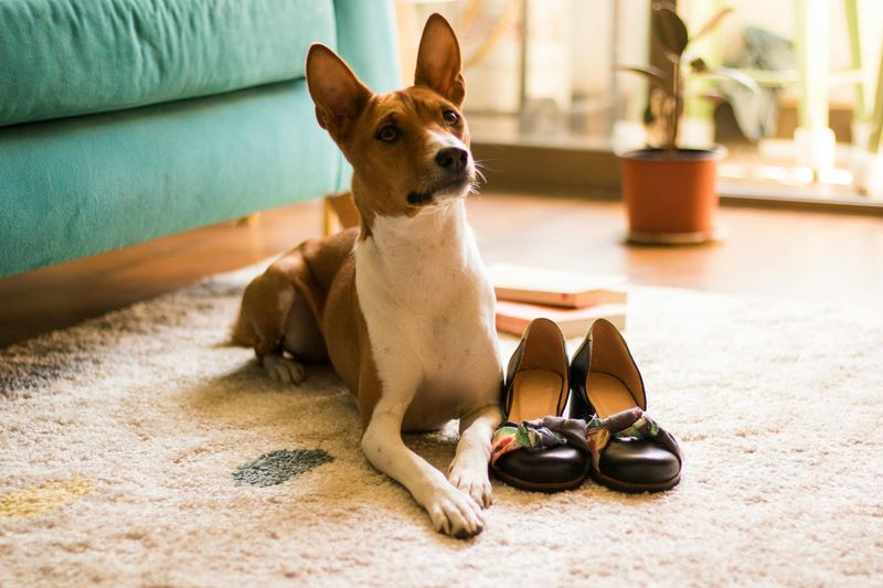 7 Dog Breeds That Are Cute But Not Very Smart And 7 That Are Amazingly ...