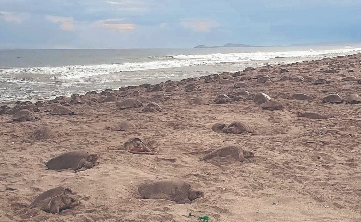 Inicia operativo de protección de tortuga golfina en Oaxaca