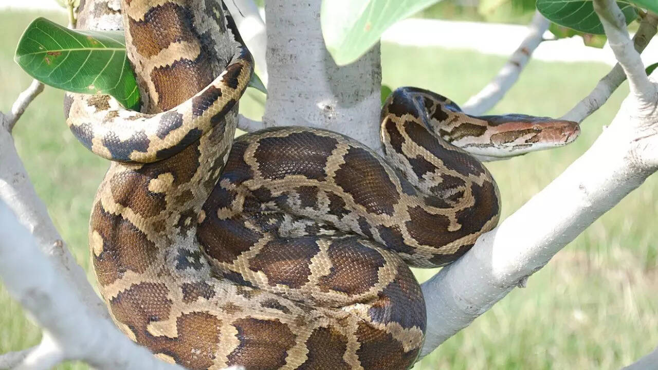 Massive Indian rock python spotted in Jajpur district after devouring goat