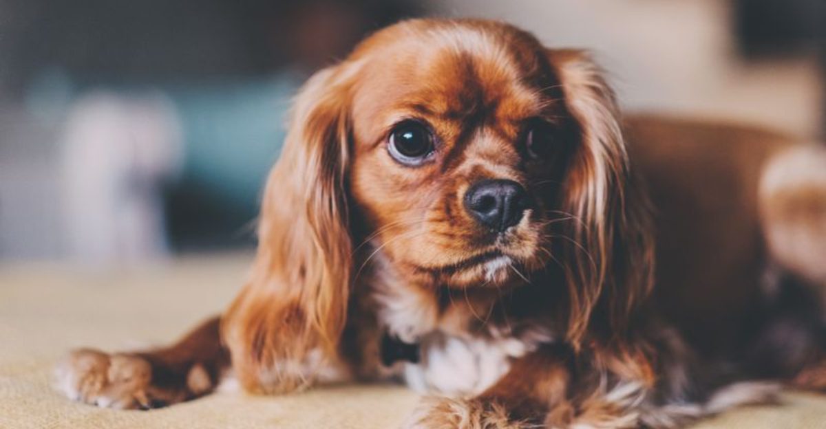 27 Compact Dog Breeds That Stay Close and Loyal to Their Families