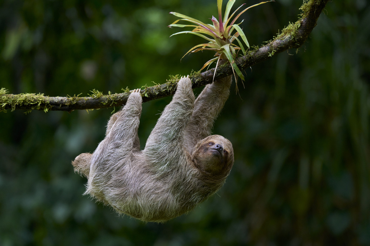 150+ Cute Sloth Names That'll Make You Say "Aww"