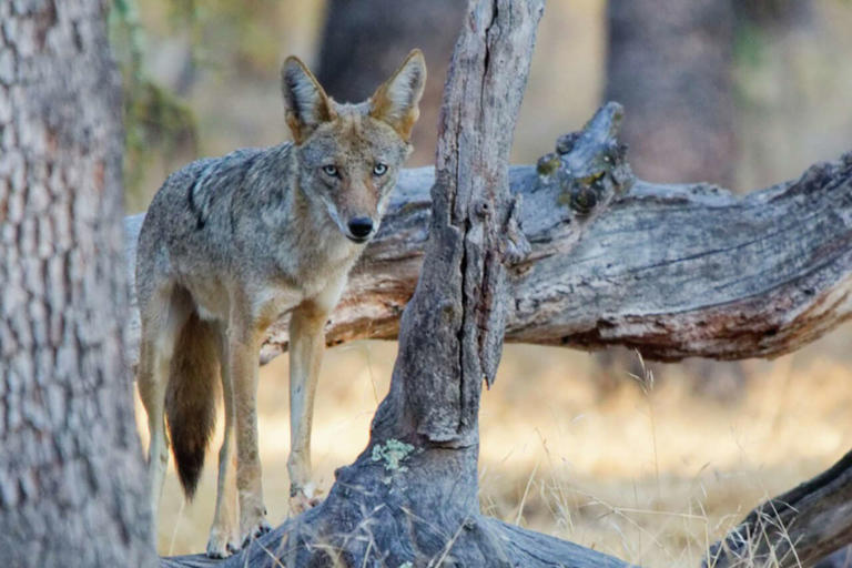 Coyotes with rare genetic mutation could be expanding in the Bay Area