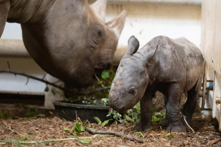 Baby rhino makes debut at Cleveland Zoo