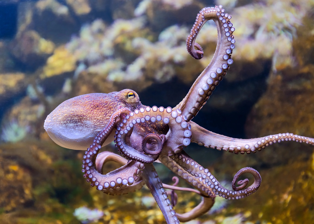 Strangest Brain Quirks Across the Animal World