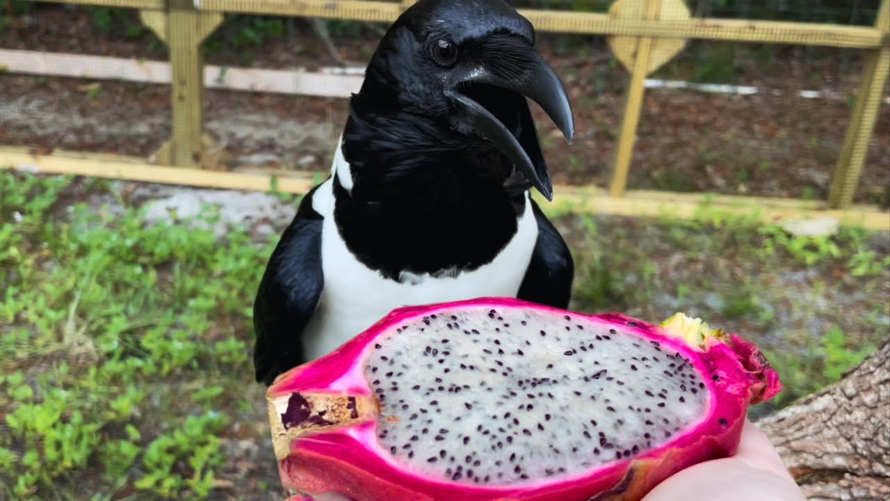 First Time Dragonfruit Taste Test With Our Animals!